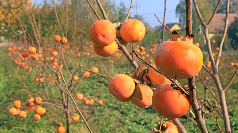 Persimmon in a Orchard, Kaki Fruit Stock Image - Image of japanese ...