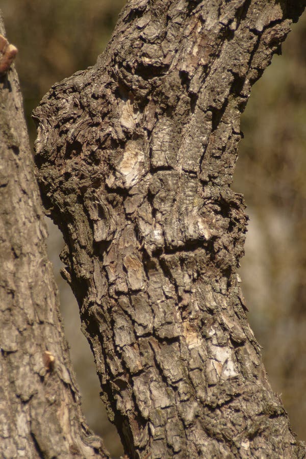 Detail Of A Persimmon Tree Branch With Fruits On The Eve Of The Harvest ...