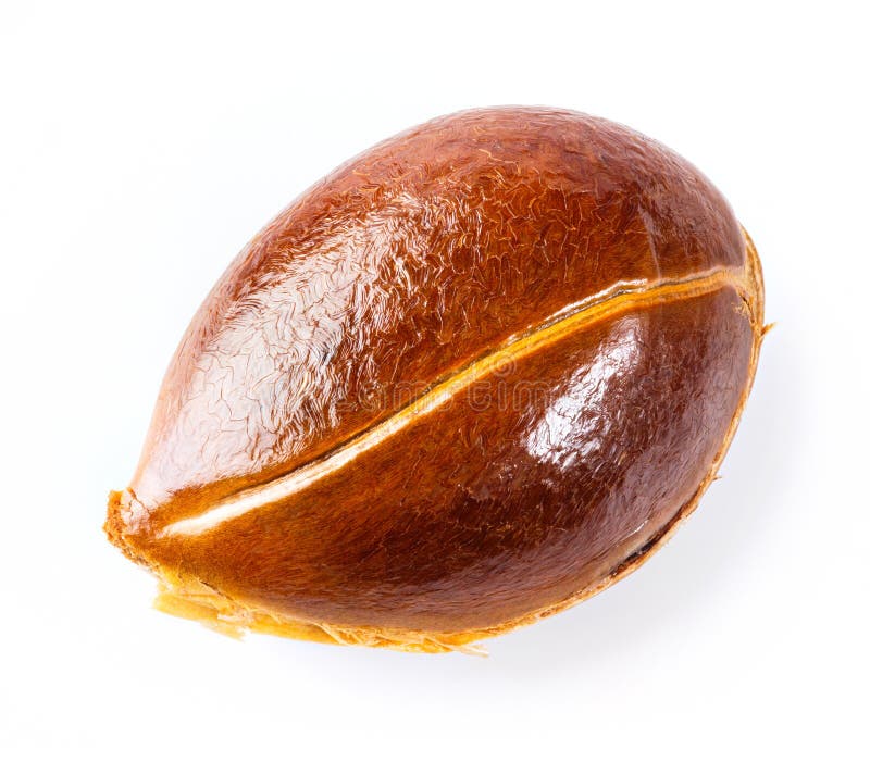 Persimmon seed stock photo. Image of extreme, japanese - 37260262