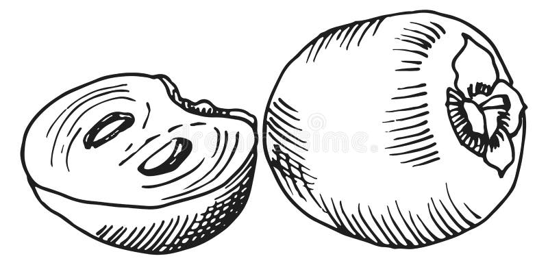 Persimmon Sketch. Whole Fruit and Half Cut Drawing Stock Illustration ...