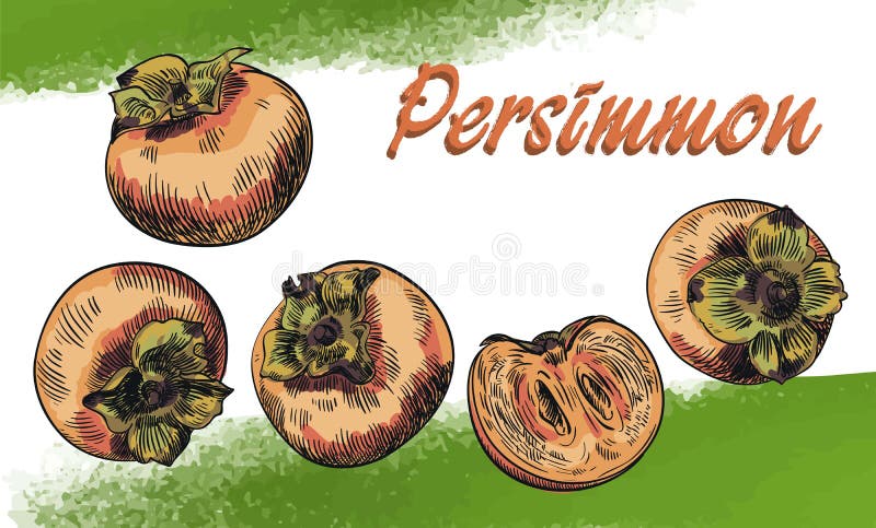 Persimmon sketches set stock vector. Illustration of harvesting - 68614861