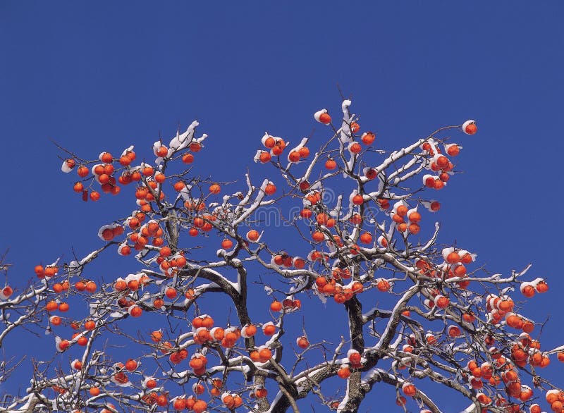 Persimmon and Snow stock image. Image of outdoor, autumnm - 944059