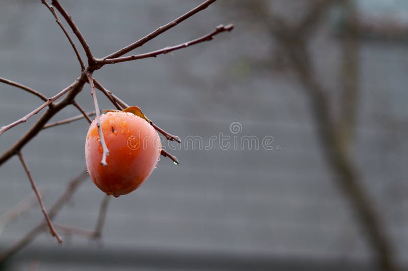 Persimmon on a tree branch stock photo. Image of fruit - 12195312