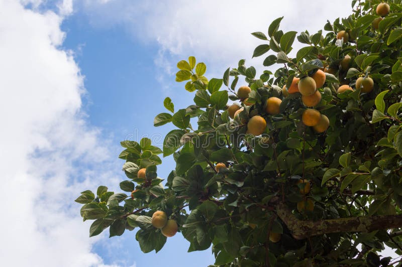 Kaki tree stock image. Image of diospyros, crop, fruit - 1578291