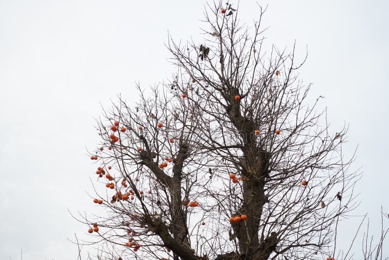 Persimmon tree in fall stock photo. Image of high, tree - 102973536