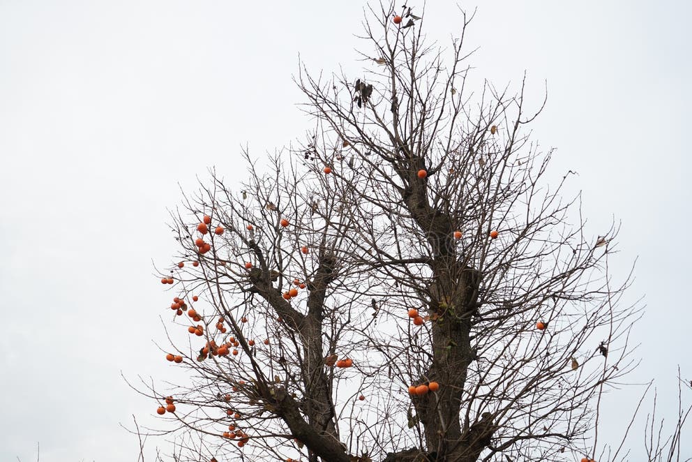 Persimmon tree in fall stock photo. Image of high, tree - 102973536