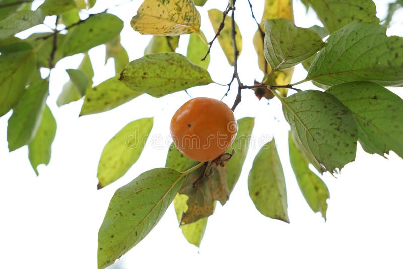 A Persimmon Tree with Many Red Persimmons in Fall Season Stock Photo ... A Persimmon Tree with Many Red Persimmons in Fall Season Stock Photo ...