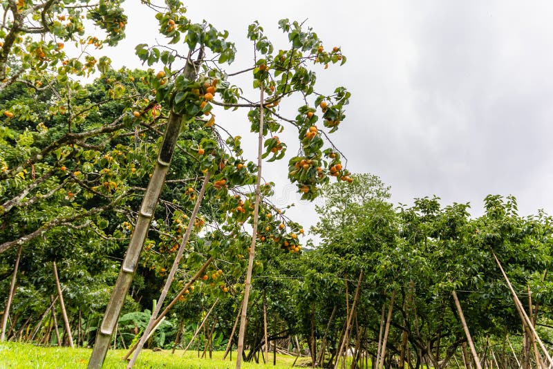 Persimmon Tree in Persimmon Farm Ready for Harvest Stock Photo - Image ...