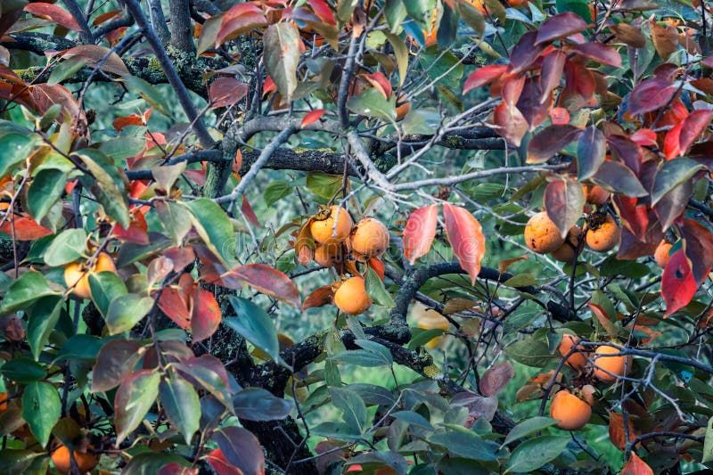 Persimmon Tree Fresh Fruit Close Up Stock Image - Image of juicy ...