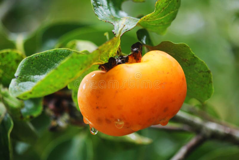 Persimmon tree stock image. Image of colors, nature - 100520691
