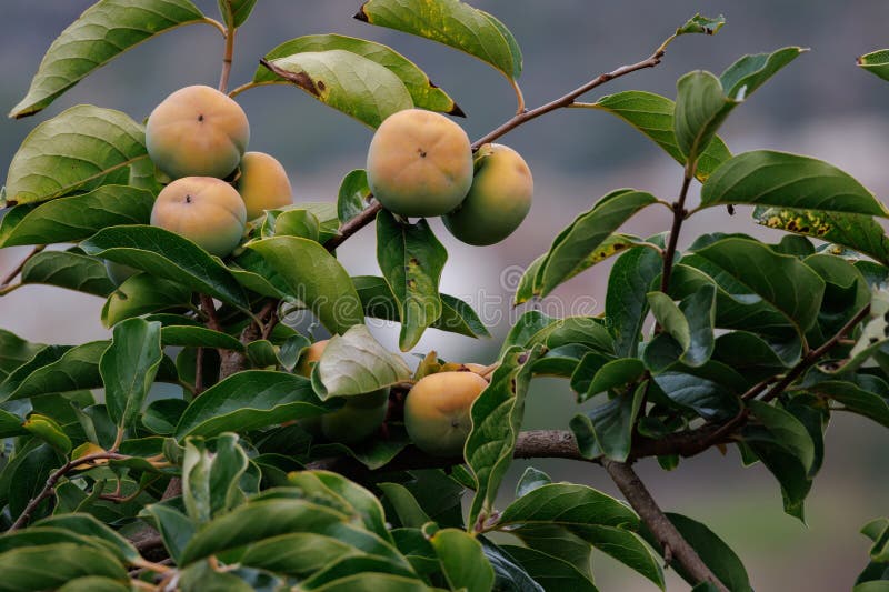 Persimmon Tree with Fruits Ripening on Its Branches at the End of ...
