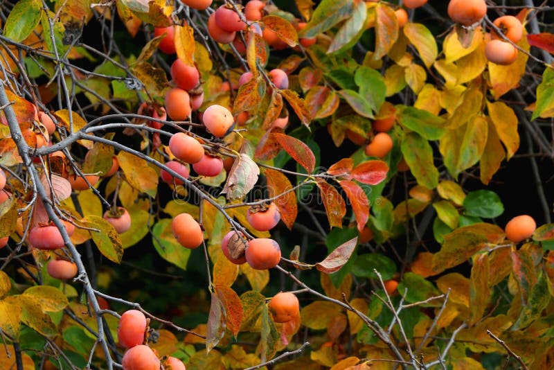 Persimmon Tree stock photo. Image of flora, kaki, cultivated - 255971320