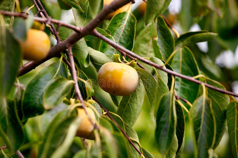 Persimmon Tree with Many Persimmons in Autumn Stock Image - Image of ... Persimmon Tree with Many Persimmons in Autumn Stock Image - Image of ...