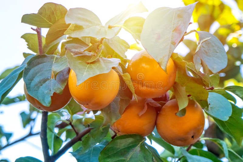 Persimmon Tree with Many Ripe Persimmons in Autumn Stock Photo - Image ... Persimmon Tree with Many Ripe Persimmons in Autumn Stock Photo - Image ...
