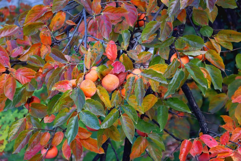 Persimmon Tree stock photo. Image of growing, apple - 261547038