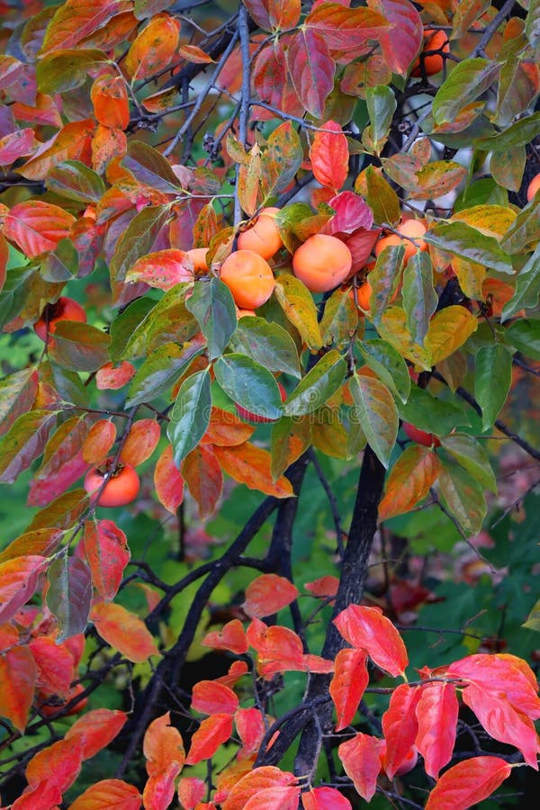 Persimmon Tree stock image. Image of garden, kaki, healthy - 261547067