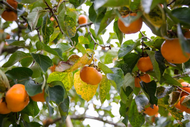 Persimmon tree stock photo. Image of thailand, organic - 128548578