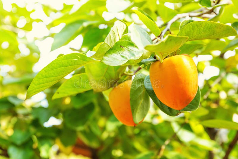 Persimmon tree stock image. Image of tropical, organic - 35502029
