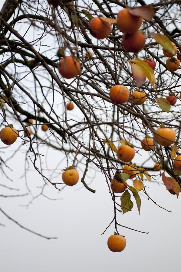 Persimmon stock photo. Image of fruit, kaki, farms, isolated - 61148586