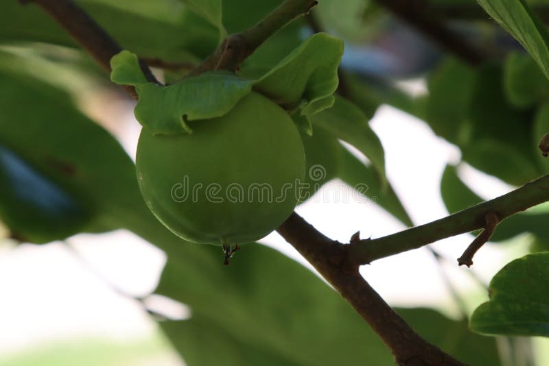 Persimmon Tree with Small Fruit- Stock Photo - Image of persimmon ...