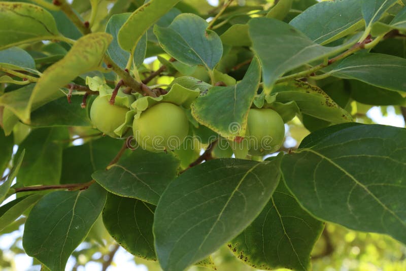 Persimmon Tree with Small Fruit Stock Photo - Image of delicious ...