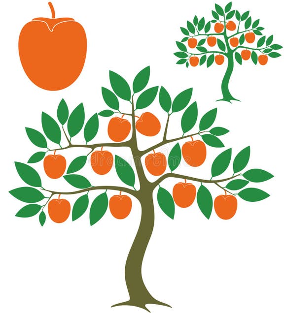 Persimmon tree stock vector. Illustration of dessert - 48713634