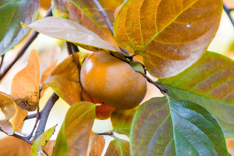Persimmon on a Tree stock image. Image of nature, natural - 101865477