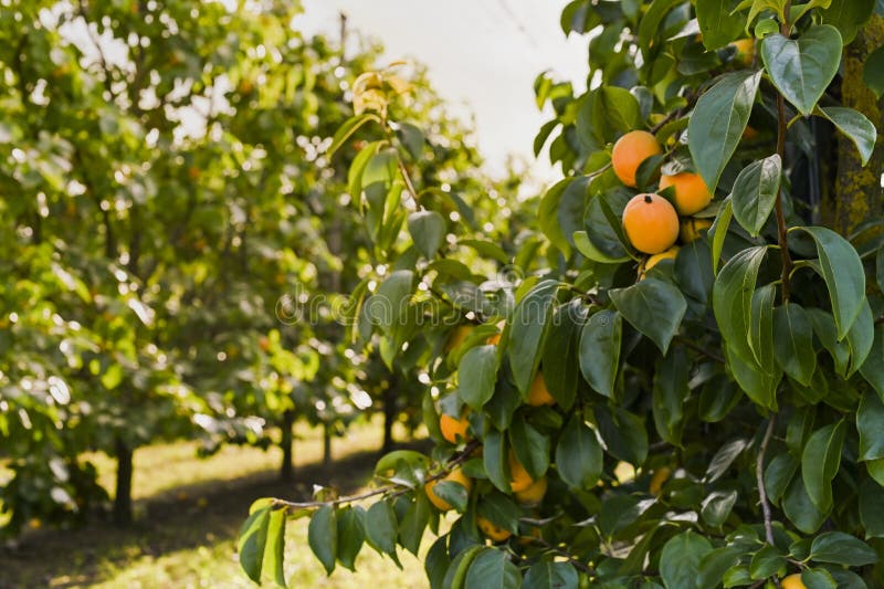 Persimmon Trees with Lots of Persimmons. Fruit Close-up on a Branch ...