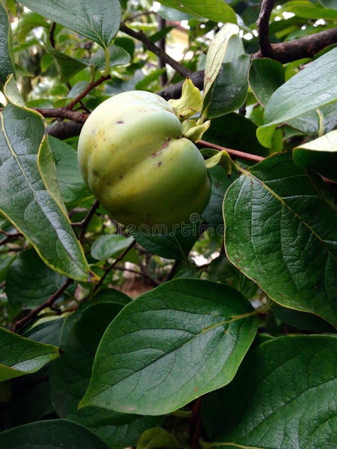 Persimmon stock photo. Image of europe, peninsula, resort - 77085704