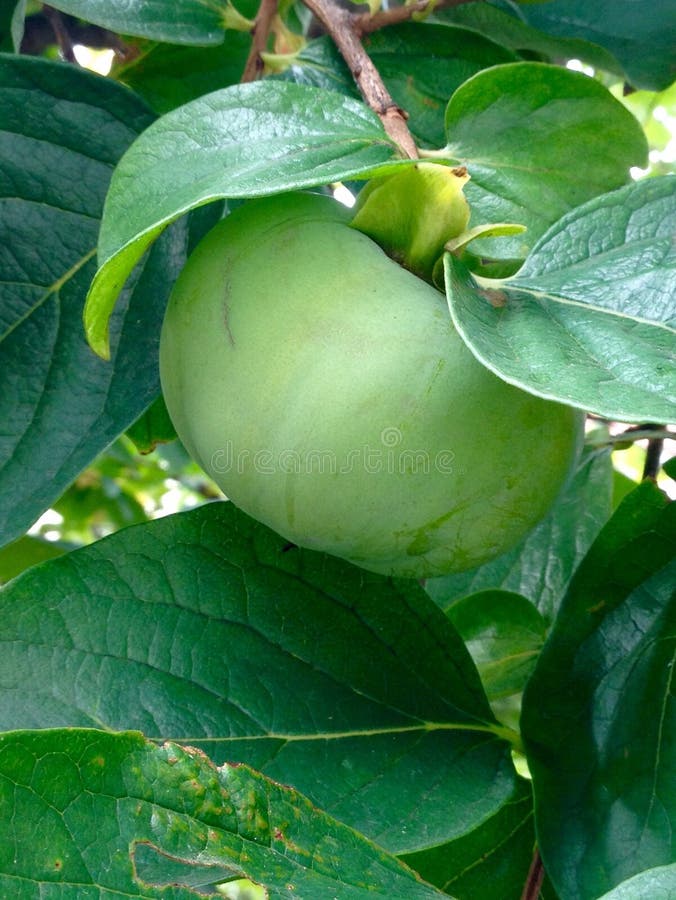 Persimmon stock image. Image of flower, famous, park - 77085729
