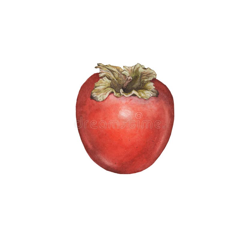 Persimmon. stock illustration. Illustration of nature - 91419994