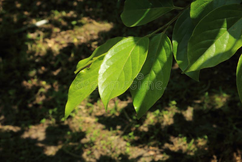Persimmon of young leaves stock photo. Image of nature - 93767168