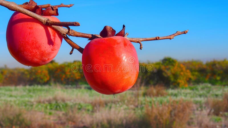 Persimmons at Fruit Garden, Valencia Stock Image - Image of rural ...