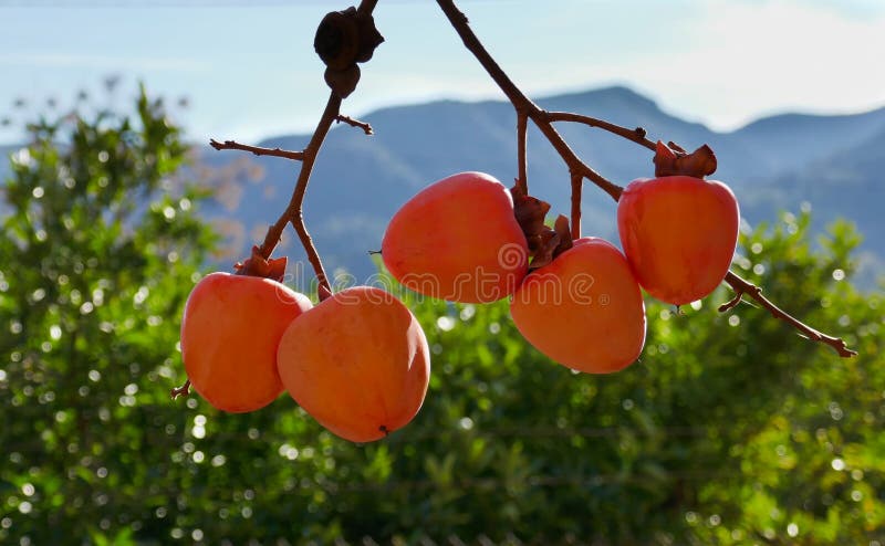 Persimmons at Fruit Garden, Valencia, Spain Stock Photo - Image of diet ...