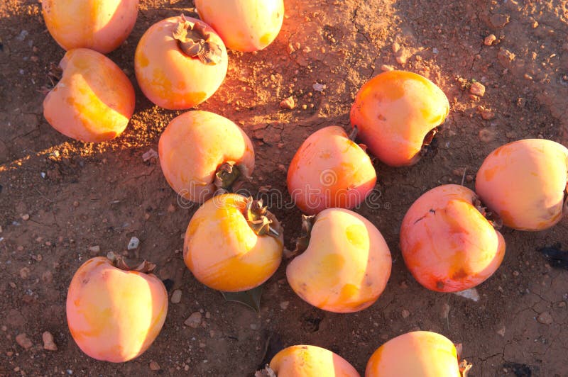 Persimmons on the Ground after a January Frost Stock Photo - Image of ...