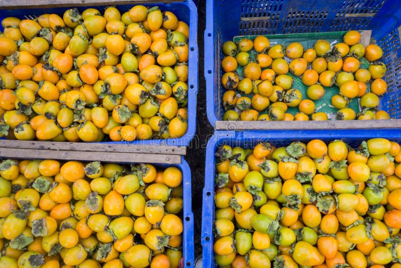 The persimmons stock image. Image of healthy, objects - 69073573