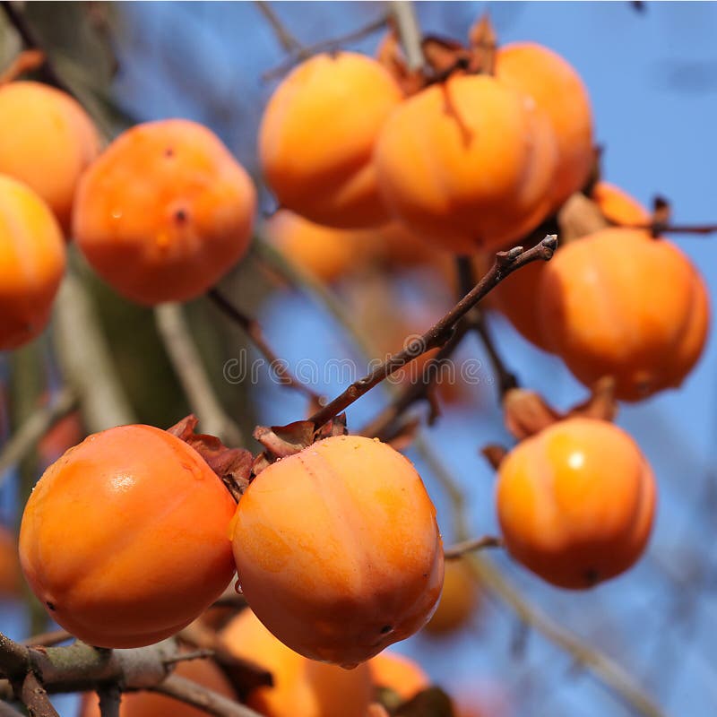 Persimmons in the tree stock image. Image of vegetable - 255935953