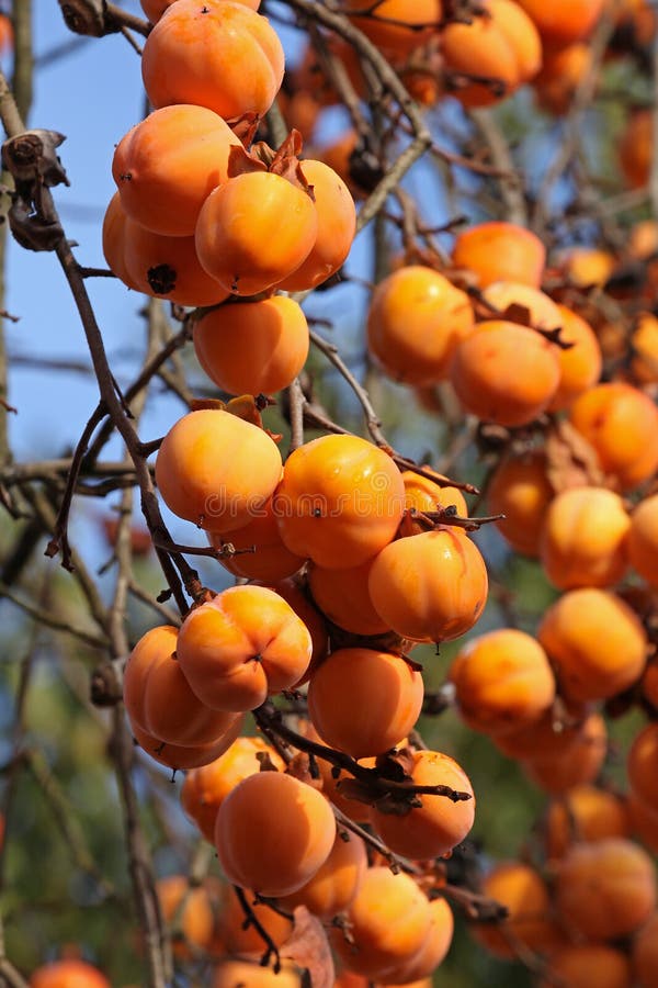 Persimmons in the tree stock photo. Image of asian, diospyros - 255936000