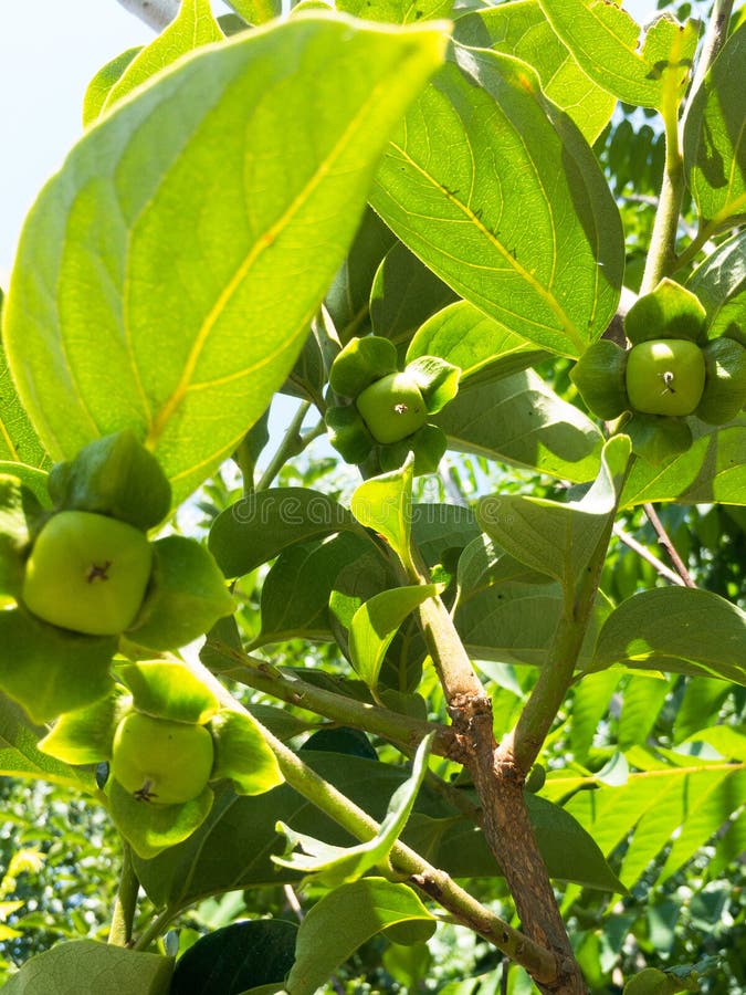 Persimmons Tree Begin Bearing Fruit, Small or Early Stage of Persimmons ...