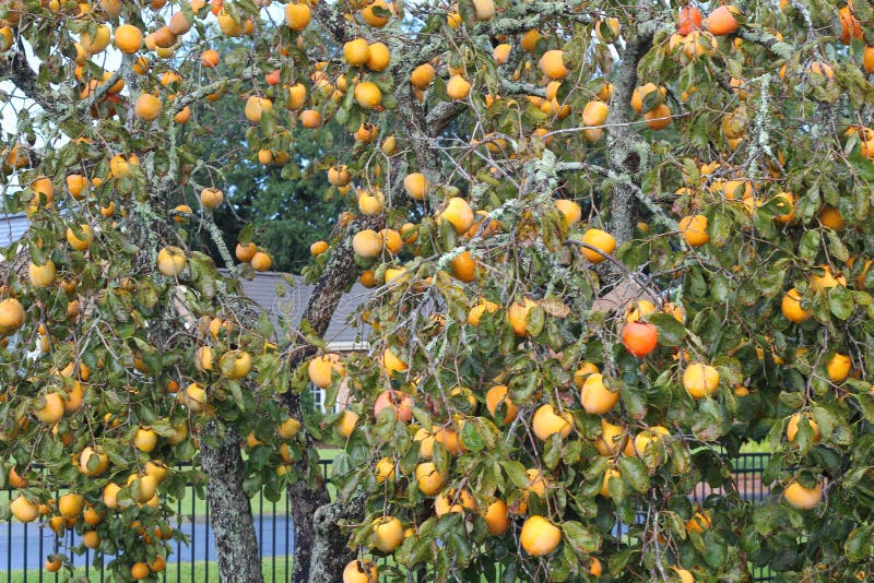 Persimmons on a Tree stock image. Image of tree, south - 139337311
