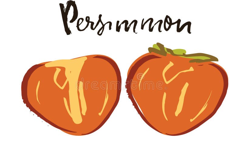 Persimon Hand Drawn Vector Illustration Stock Vector - Illustration of ...