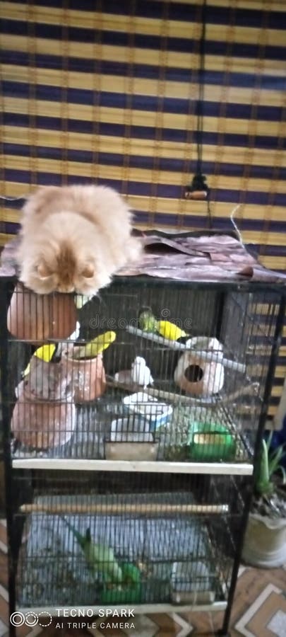 Persion cat stock image. Image of birds, cute, persion - 215668715