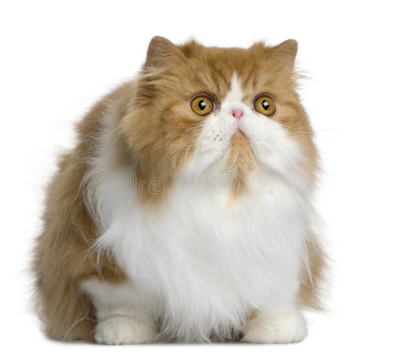 Persische Katze, 5 Monate Alte, Sitzend Stockbild - Bild von geschöpf ...