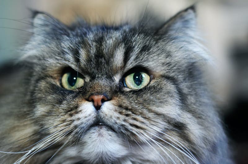 Brown Und Graue Persische Katze Stockbild - Bild von hintergrund, ruhig ...