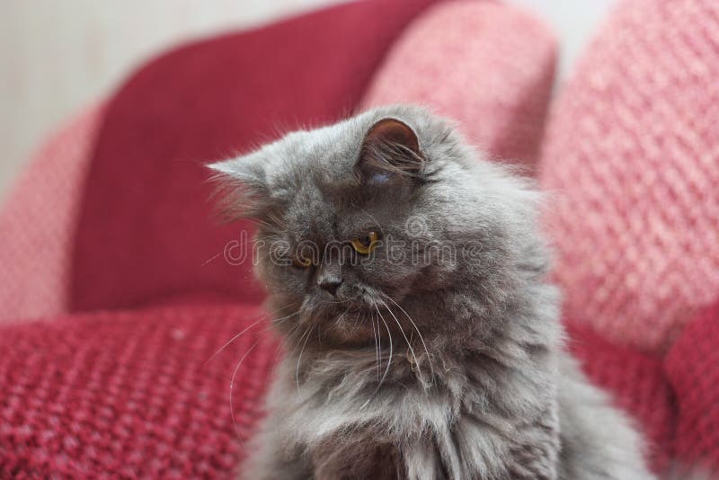 Persische Katze stockfoto. Bild von tatze, inländisch - 19463794