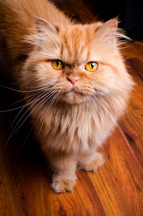 Persische Katze stockbild. Bild von ingwer, schön, braun - 23563259
