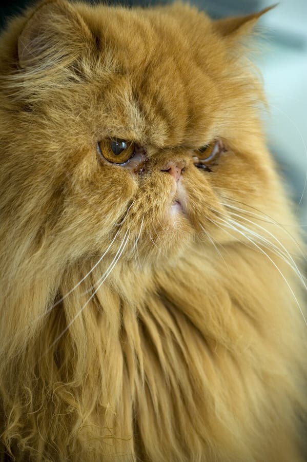 Brown Und Graue Persische Katze Stockbild - Bild von hintergrund, ruhig ...