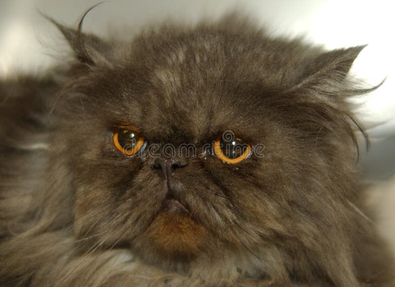 Persische Katze stockfoto. Bild von grau, reinrassig, haustier - 515644