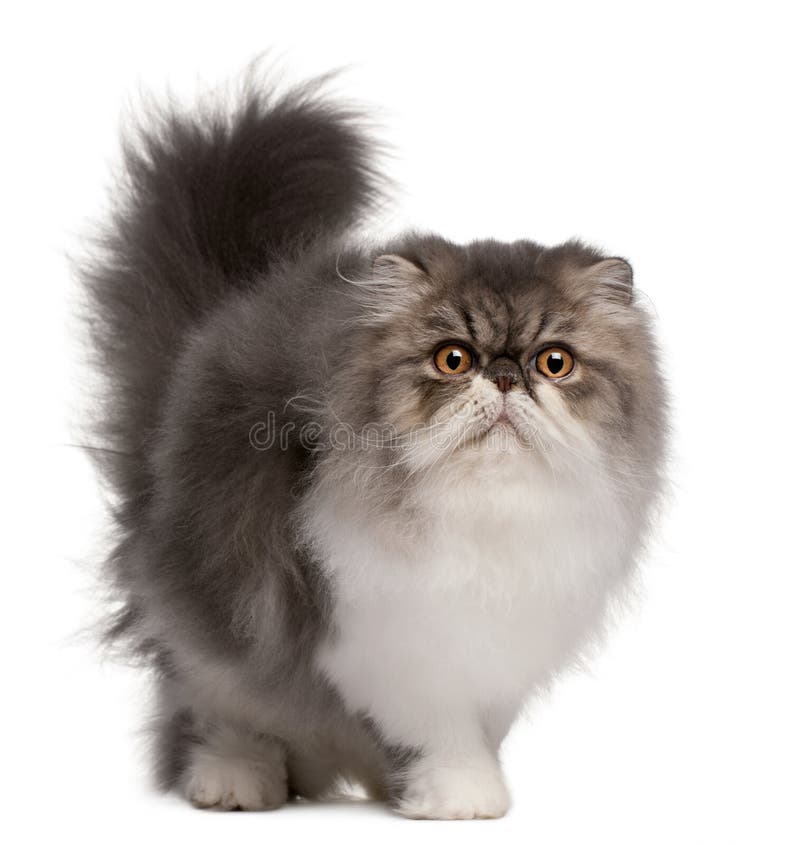 Persische Katze, 6 Monate Alte, Stehend Stockbild - Bild von kamera ...