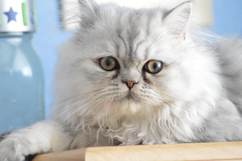 Persische Katze stockfoto. Bild von flaumig, weiß, nett - 84311430